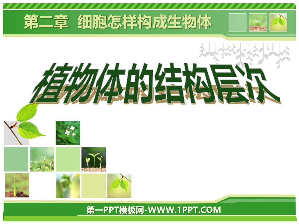 《植物体的结构层次》细胞怎样构成生物体ppt课件4 人教版七年级生物上册